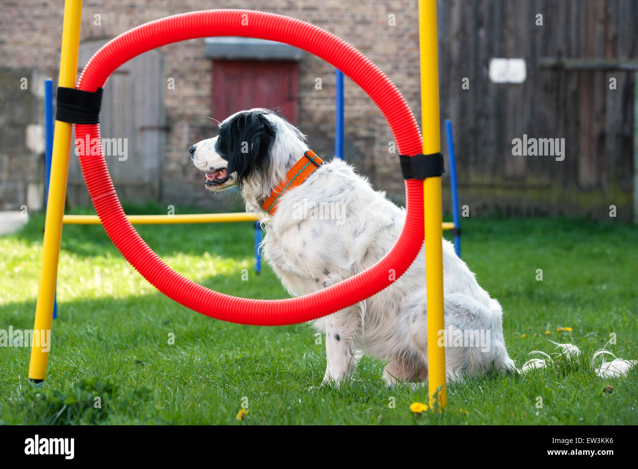 dog sitting at a training field Stock Photo - Alamy