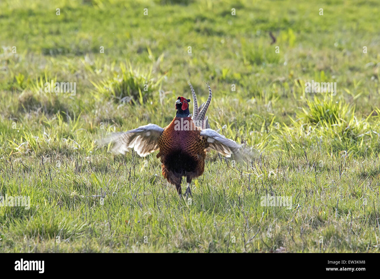Cock Pheasant displaying, calling Stock Photo - Alamy