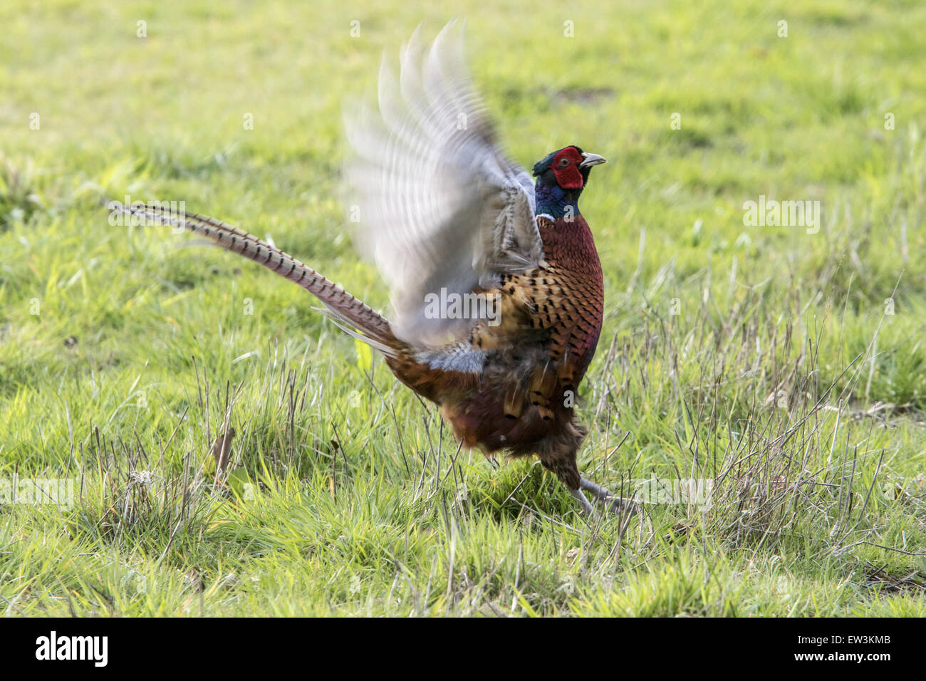 Cock Pheasant displaying, calling Stock Photo - Alamy