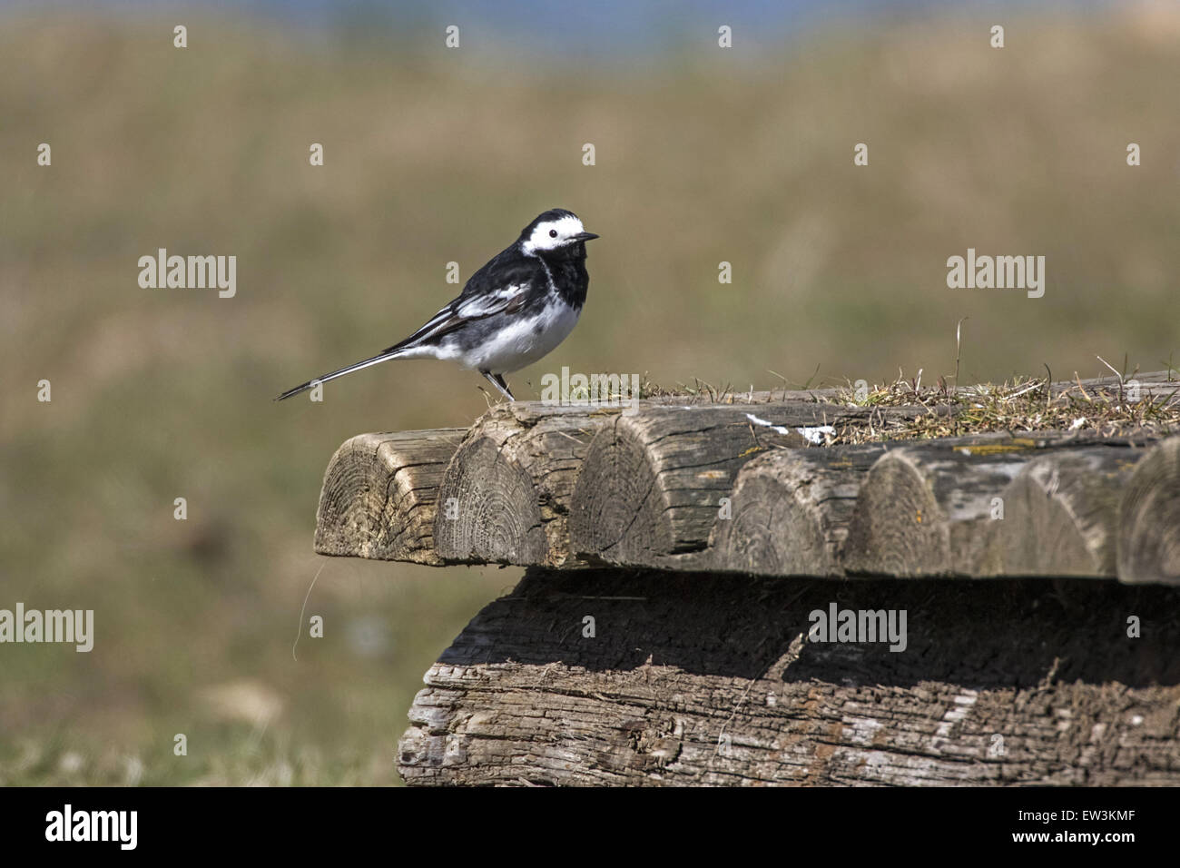 The pied wagtail hi-res stock photography and images - Alamy