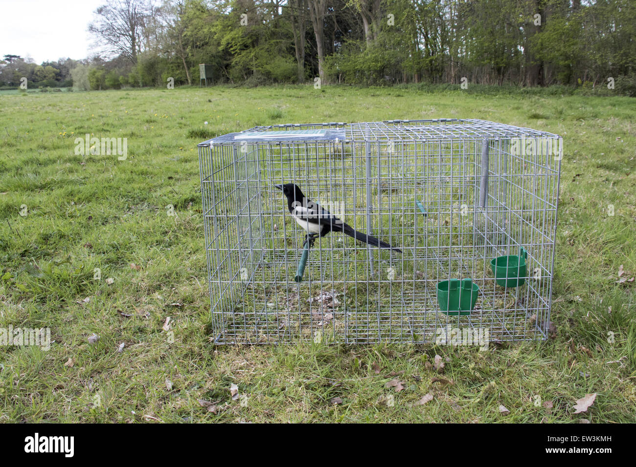 Larsen trap used to catch Magpies and other corvidae Stock Photo - Alamy