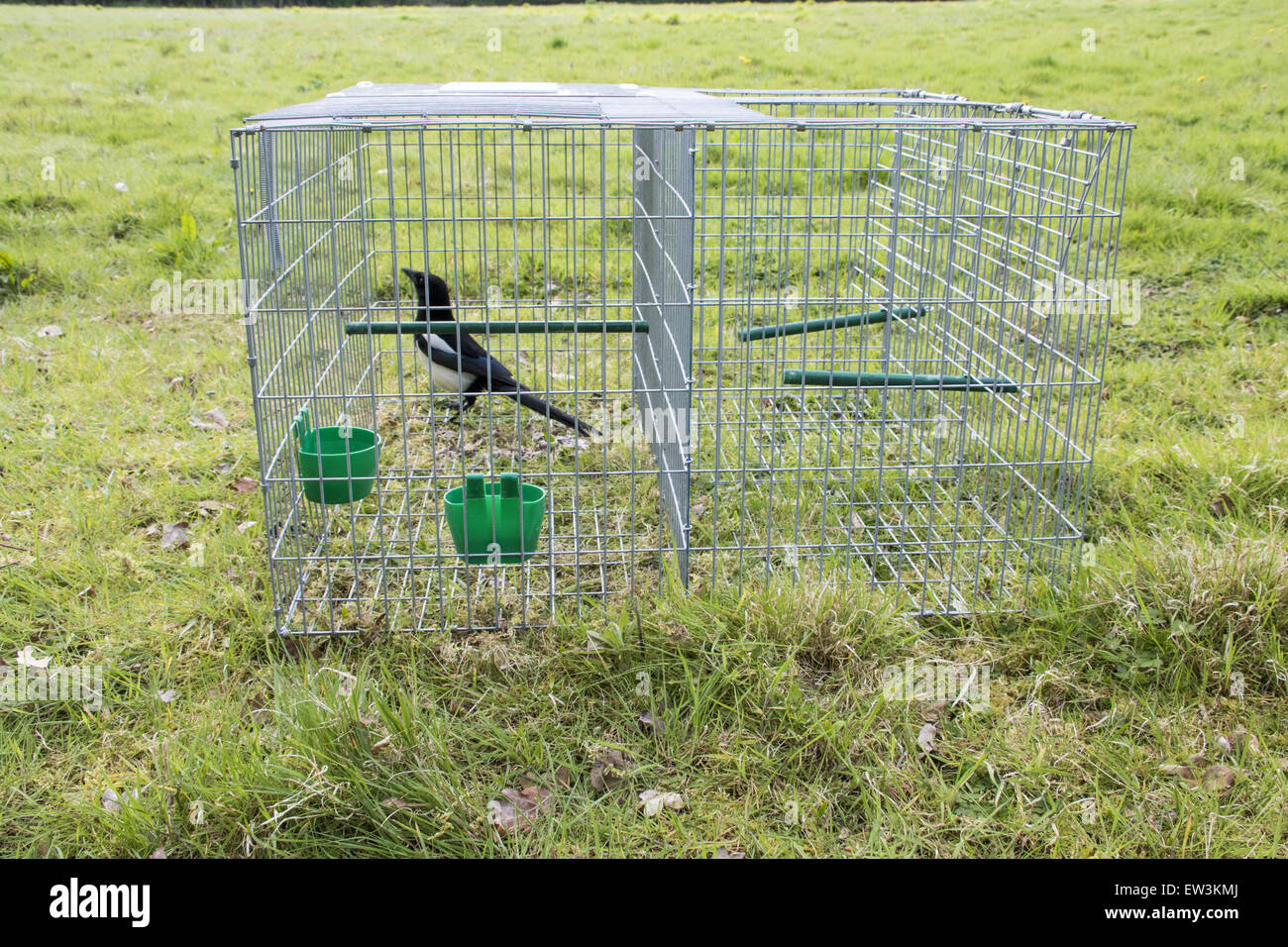Larsen trap used to catch Magpies and other corvidae Stock Photo - Alamy