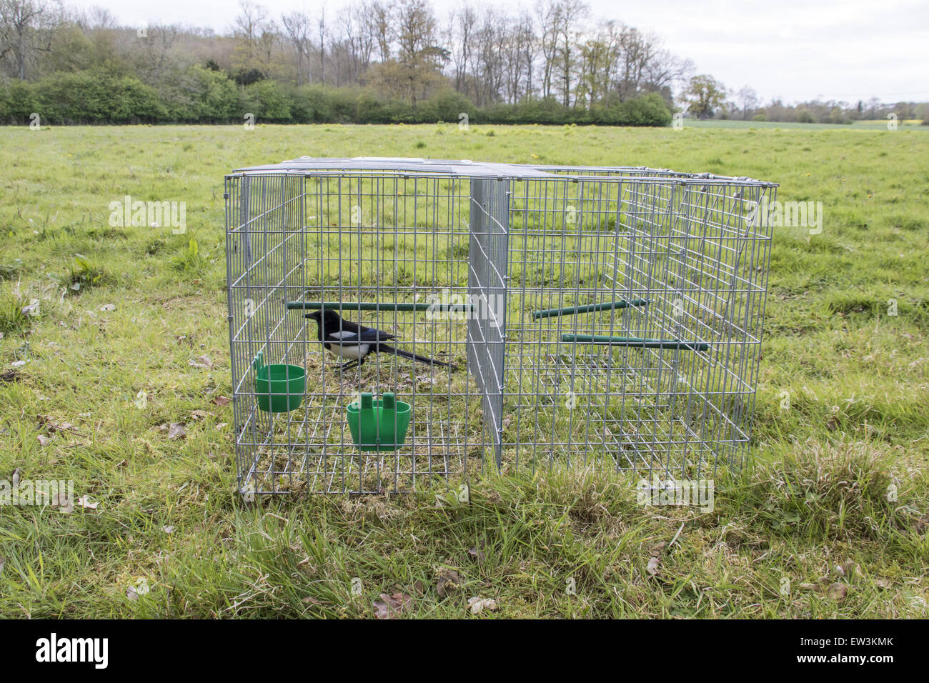 Larsen trap used to catch Magpies and other corvidae Stock Photo - Alamy