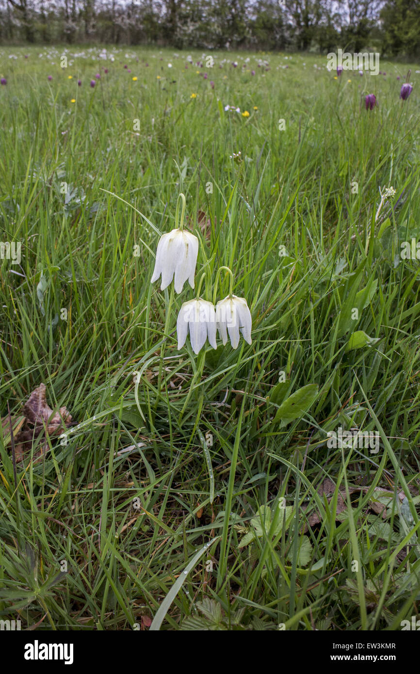 white Fritillary at Mickfield Meadow, Suffolk Stock Photo - Alamy