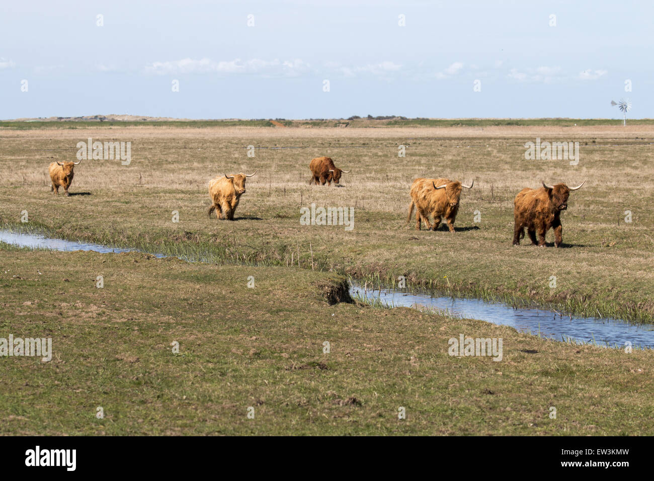 Highland cows graze on Deepdale Marsh, Norfolk Stock Photo - Alamy