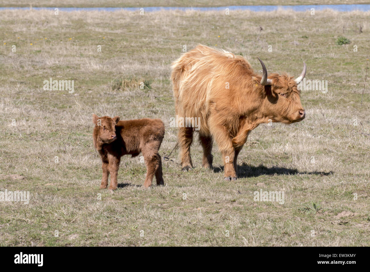 Norfolk cows hi-res stock photography and images - Alamy