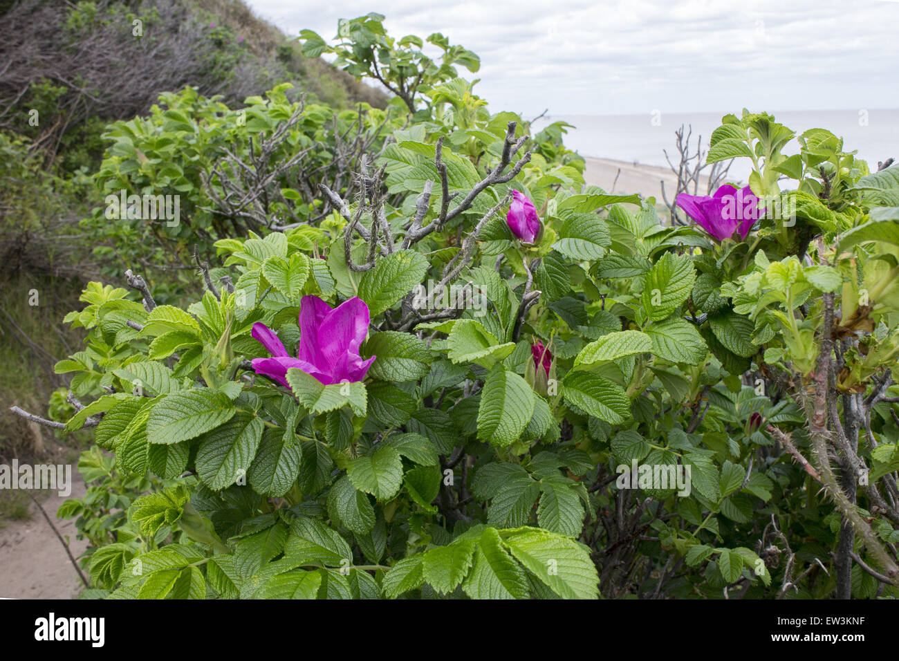 Japanese rose rosa rugosa hi-res stock photography and images - Alamy