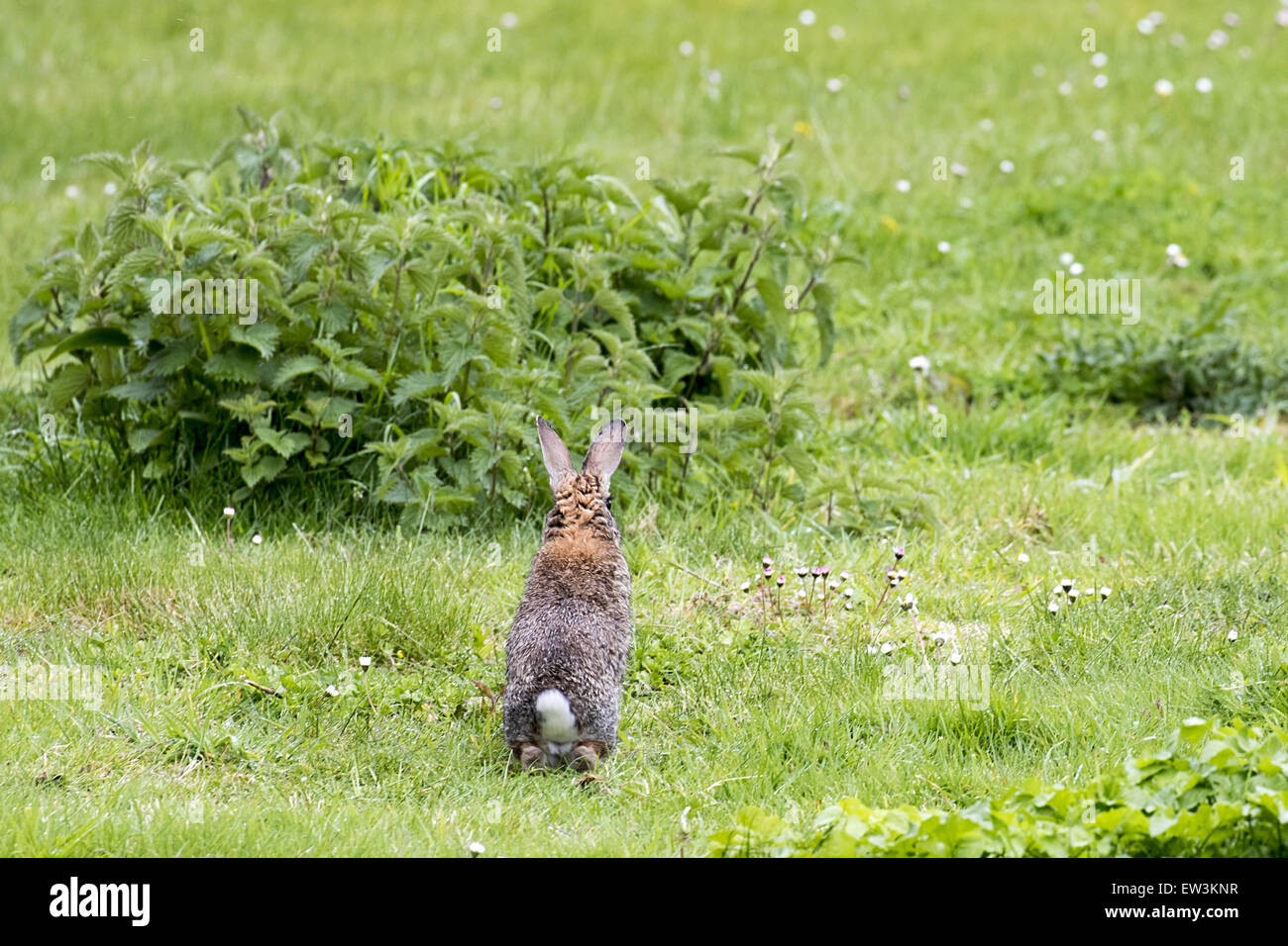 European Rabbit (Oryctolagus cuniculus) adult back view standing ...