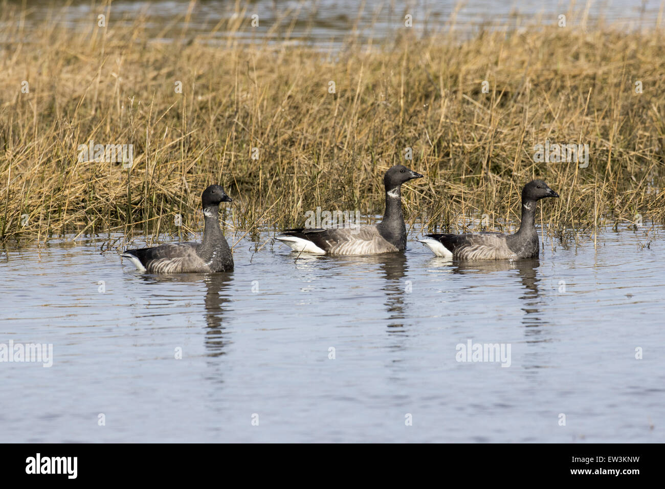 Brent Geese swimming Brancaster Marsh, North Norfolk Stock Photo - Alamy