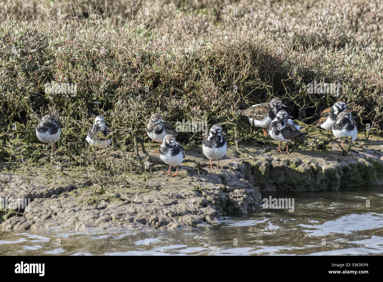 Ruddy Turnstones on exposed salt marsh mud at Brancaster Harbour North ...