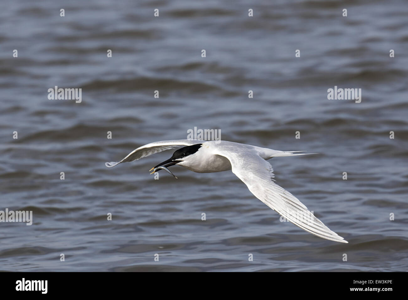 Sandwich Tern flying with sand eel at Scolt Head Island, Brancaster ...