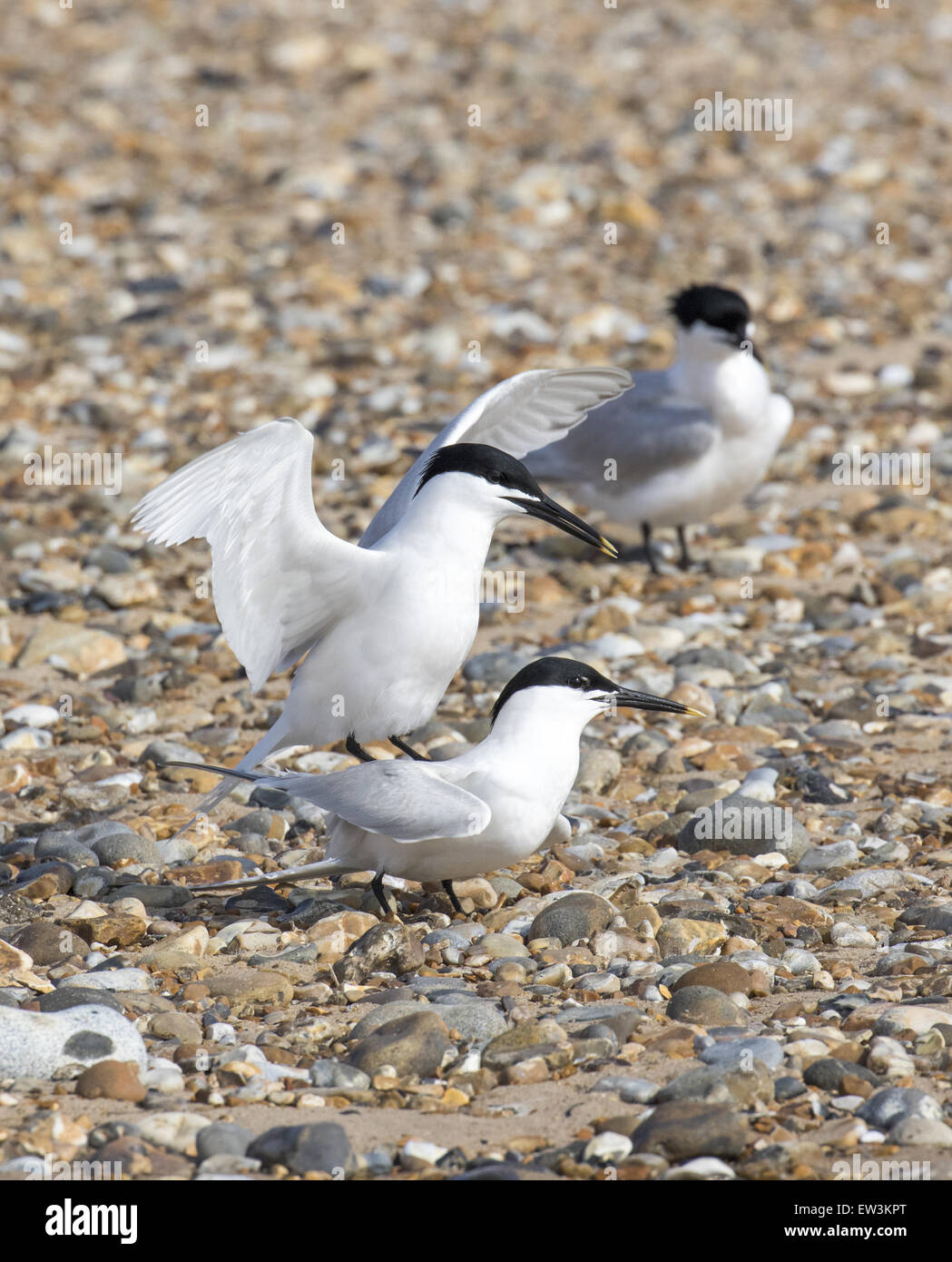 Mating Sandwich Terns, shingle spit at Scolt Head Island, Brancaster ...