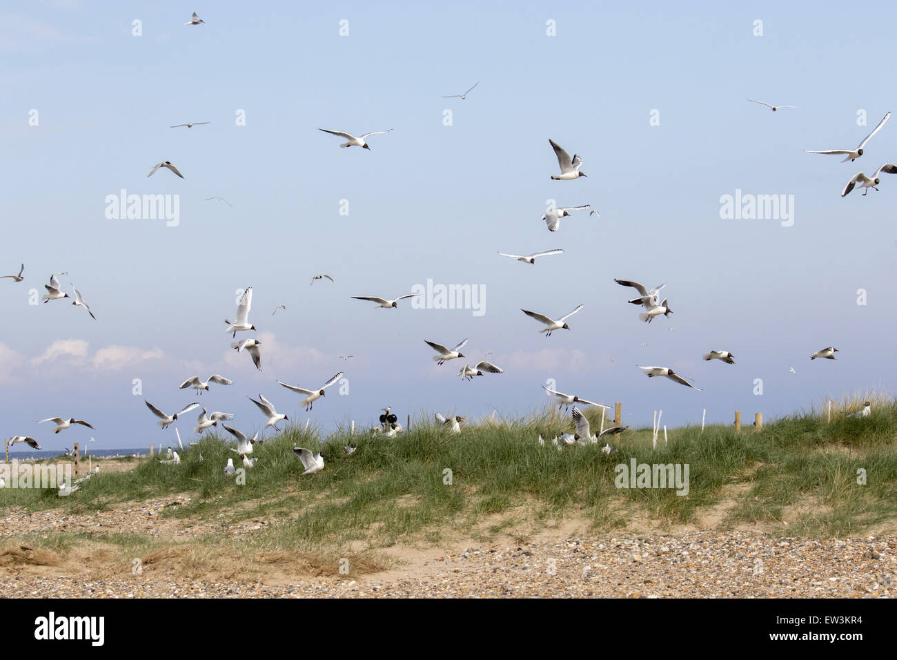 Black headed Gulls at Scolt Head Island Nature Reserve, North Norfolk ...