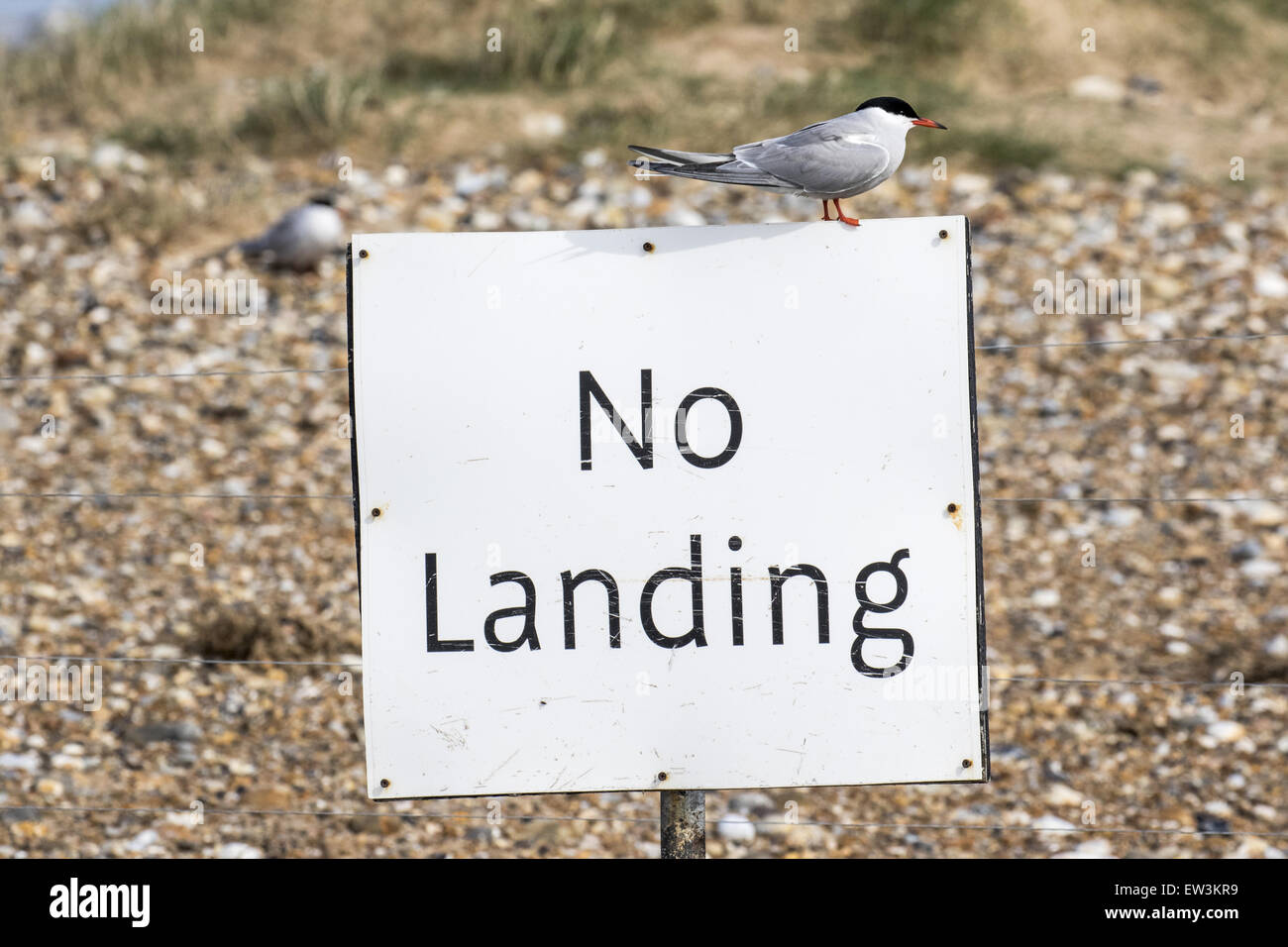 Common Tern on no landing sign at Scolt Head Island, North Norfolk ...