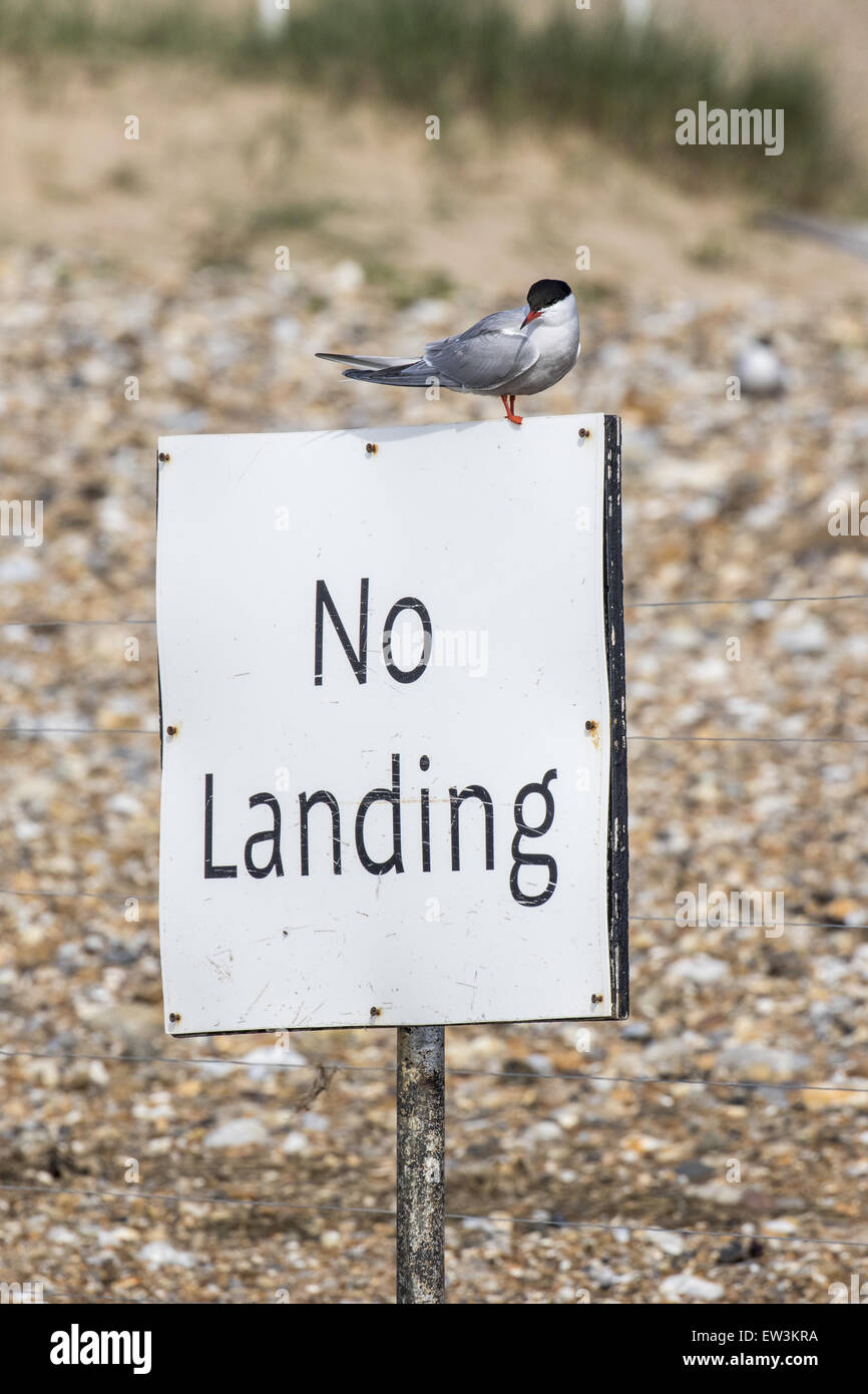 Common Tern on no landing sign at Scolt Head Island, North Norfolk ...