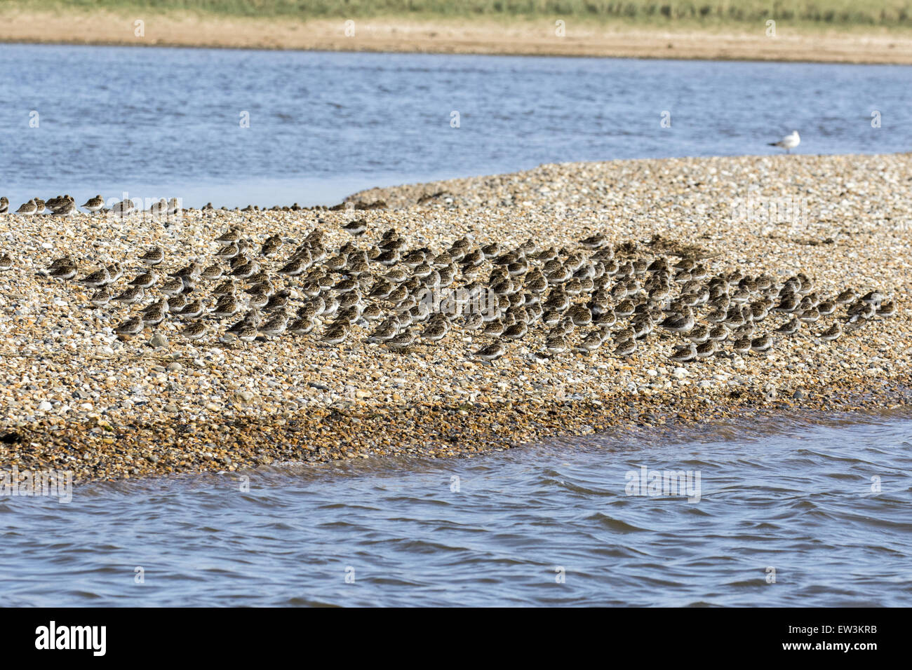Flock of Dunlin coming into summer plumage on shingle spit at Scolt ...