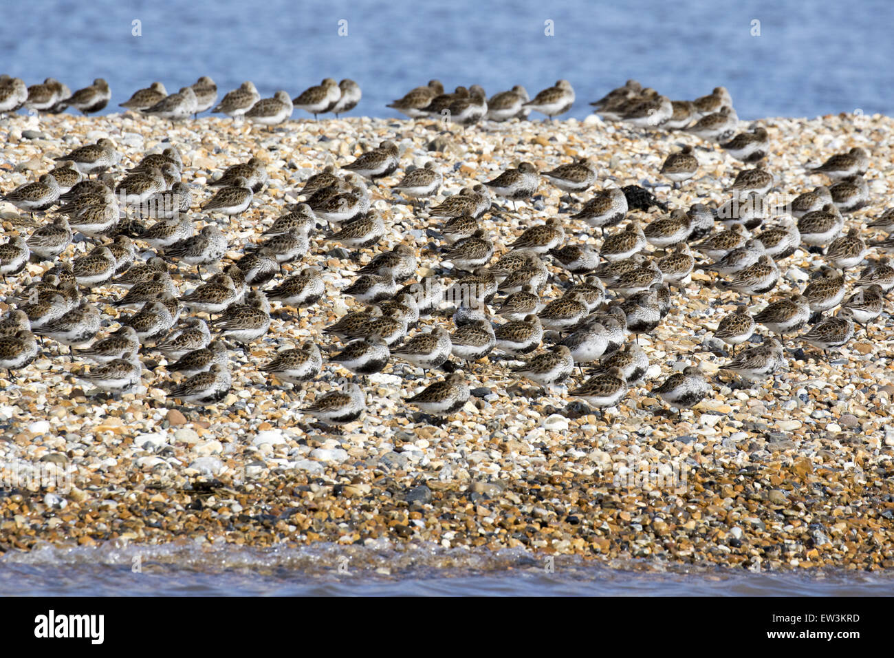 Flock of Dunlin coming into summer plumage on shingle spit at Scolt ...