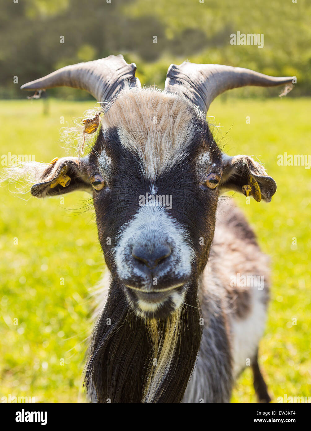 Portrait of a goat Stock Photo - Alamy
