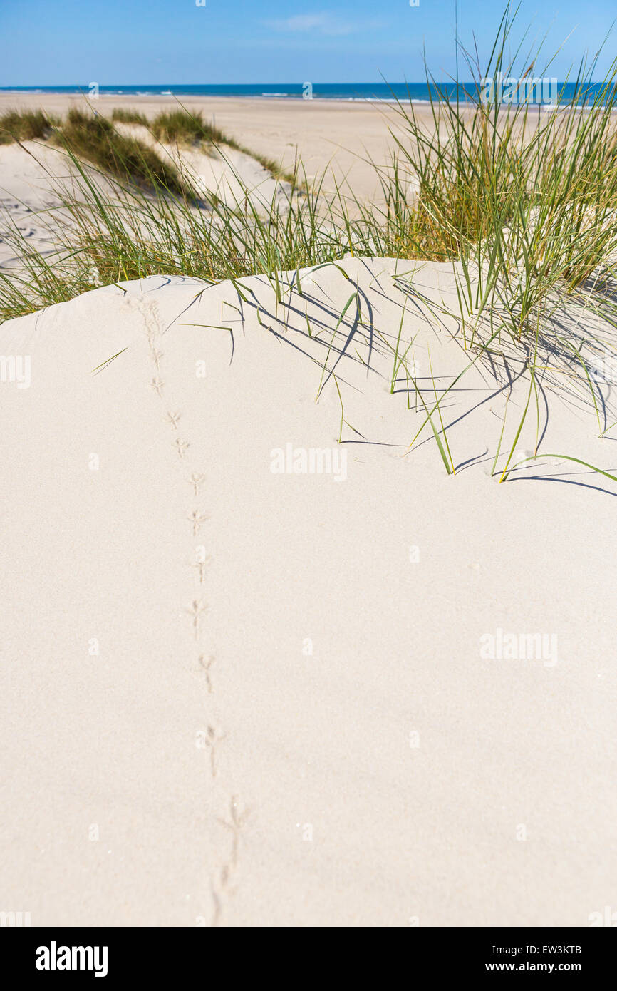 Track in the sand - Sandpiper Stock Photo - Alamy