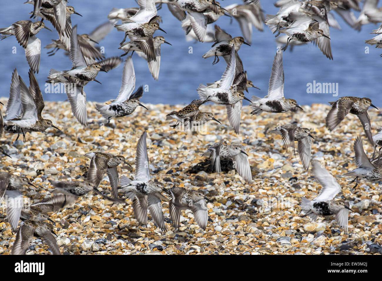 Flock of Dunlin in flight, coming into summer plumage on shingle spit ...