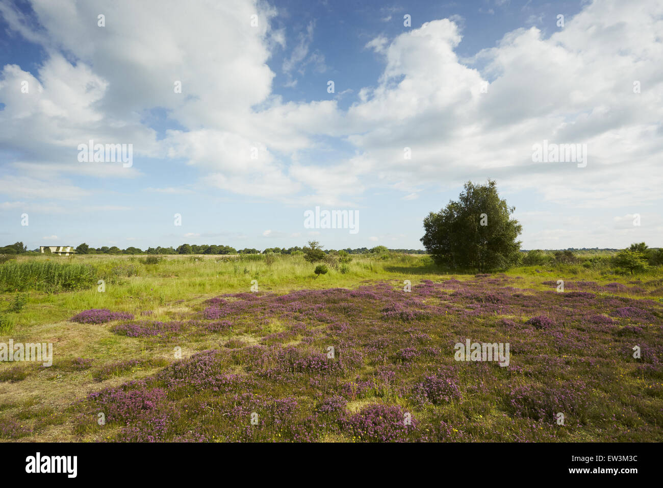 Prees hi-res stock photography and images - Alamy