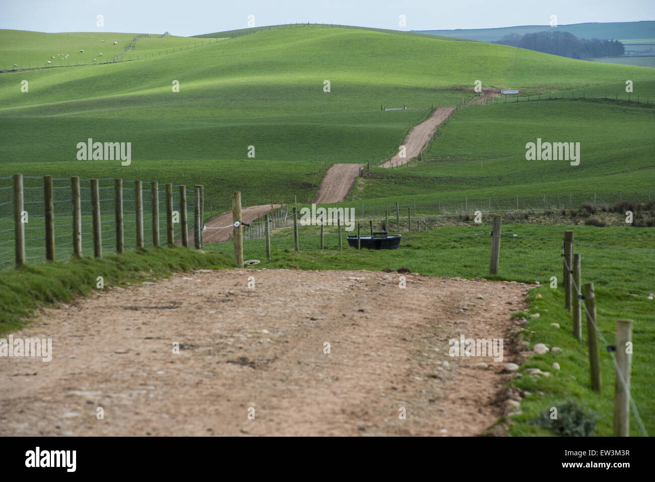 Dairy farming, cow track through pasture on dairy farm, Cumbria ...