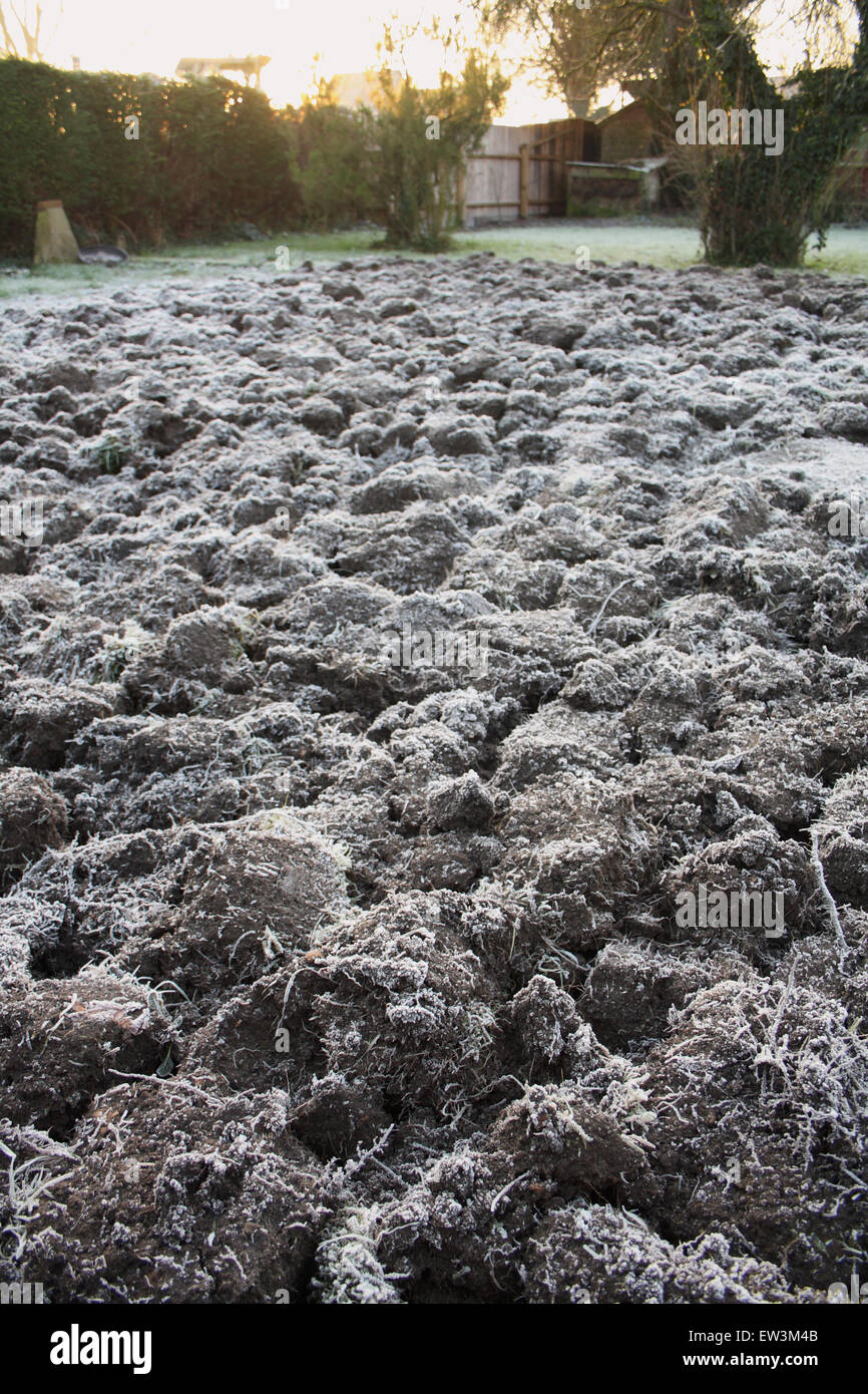 Dug soil covered in frost on garden vegatable plot at dawn, Mendlesham ...