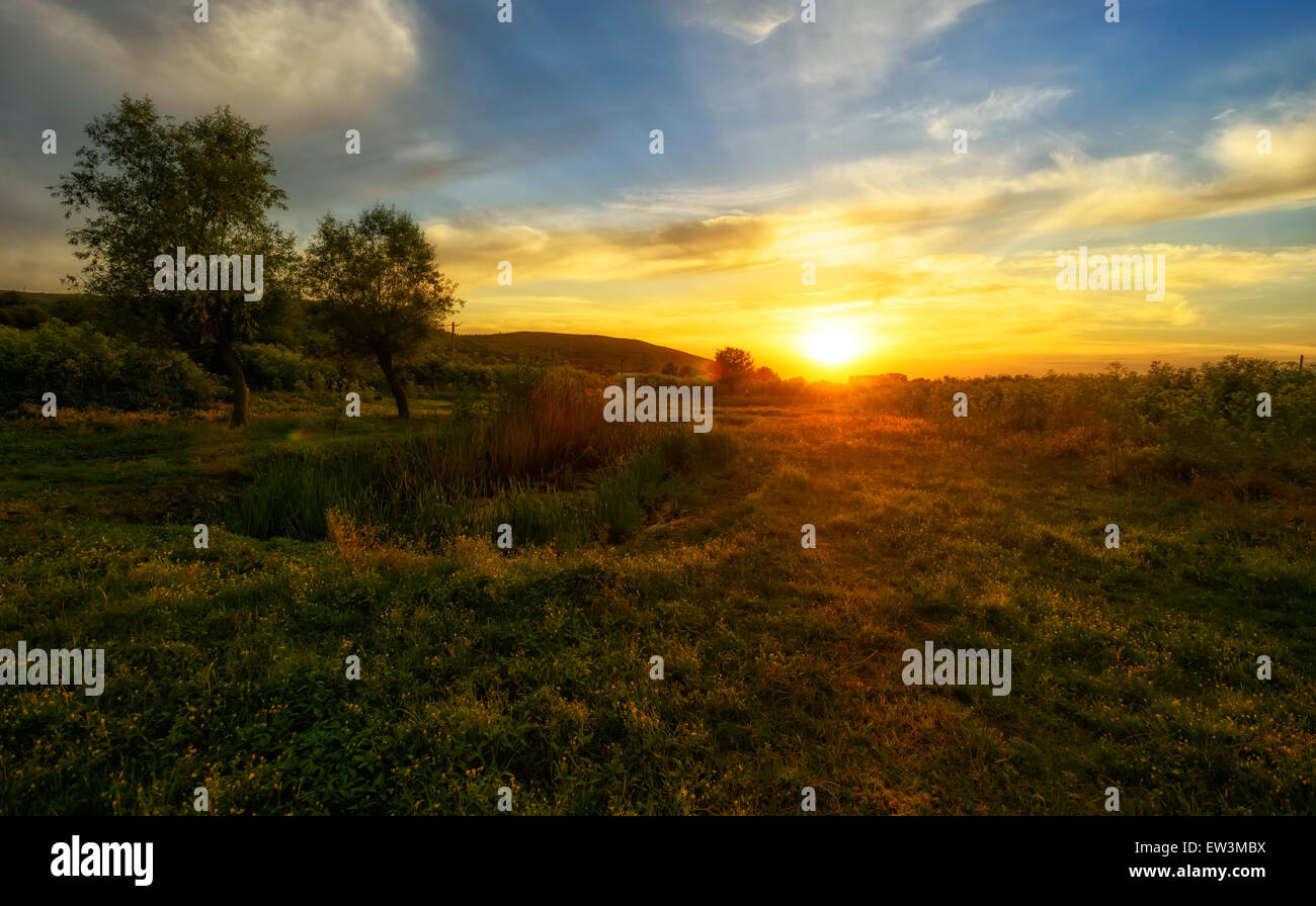 Trees and sunset on field Stock Photo - Alamy