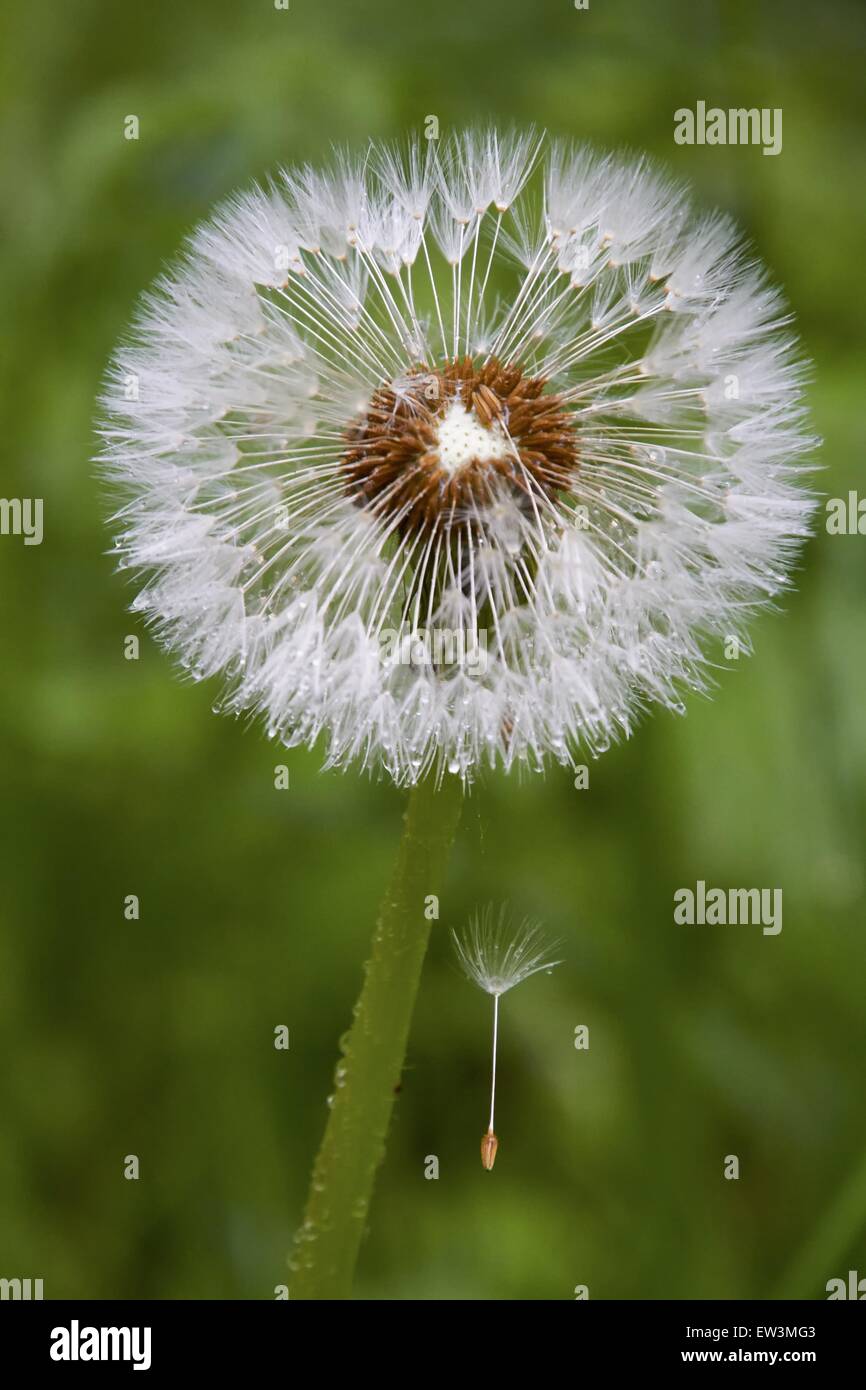 Falling seed hi-res stock photography and images - Alamy