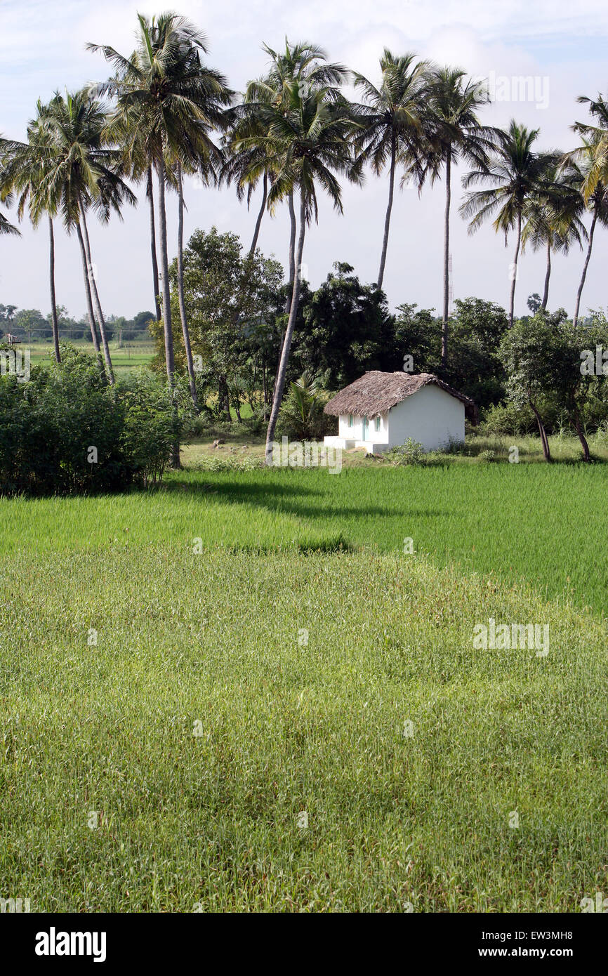 Rice fields and palm trees near a village in Tamil Nadu, India, Asia ...
