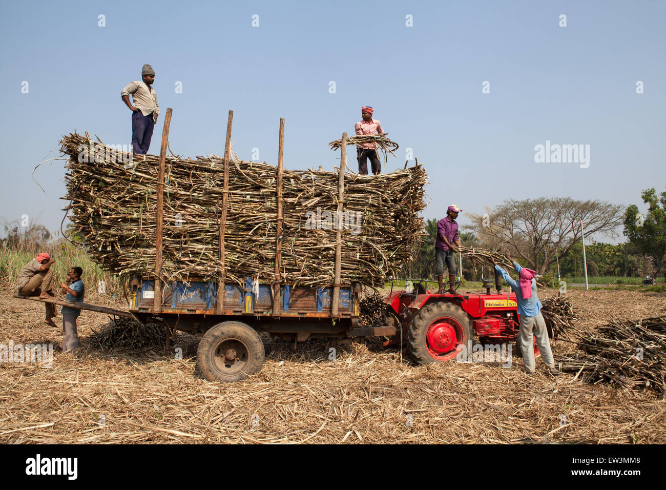 Men loading sugar cane onto a truck in Bhadravati Stock Photo - Alamy Men loading sugar cane onto a truck in Bhadravati Stock Photo - Alamy
