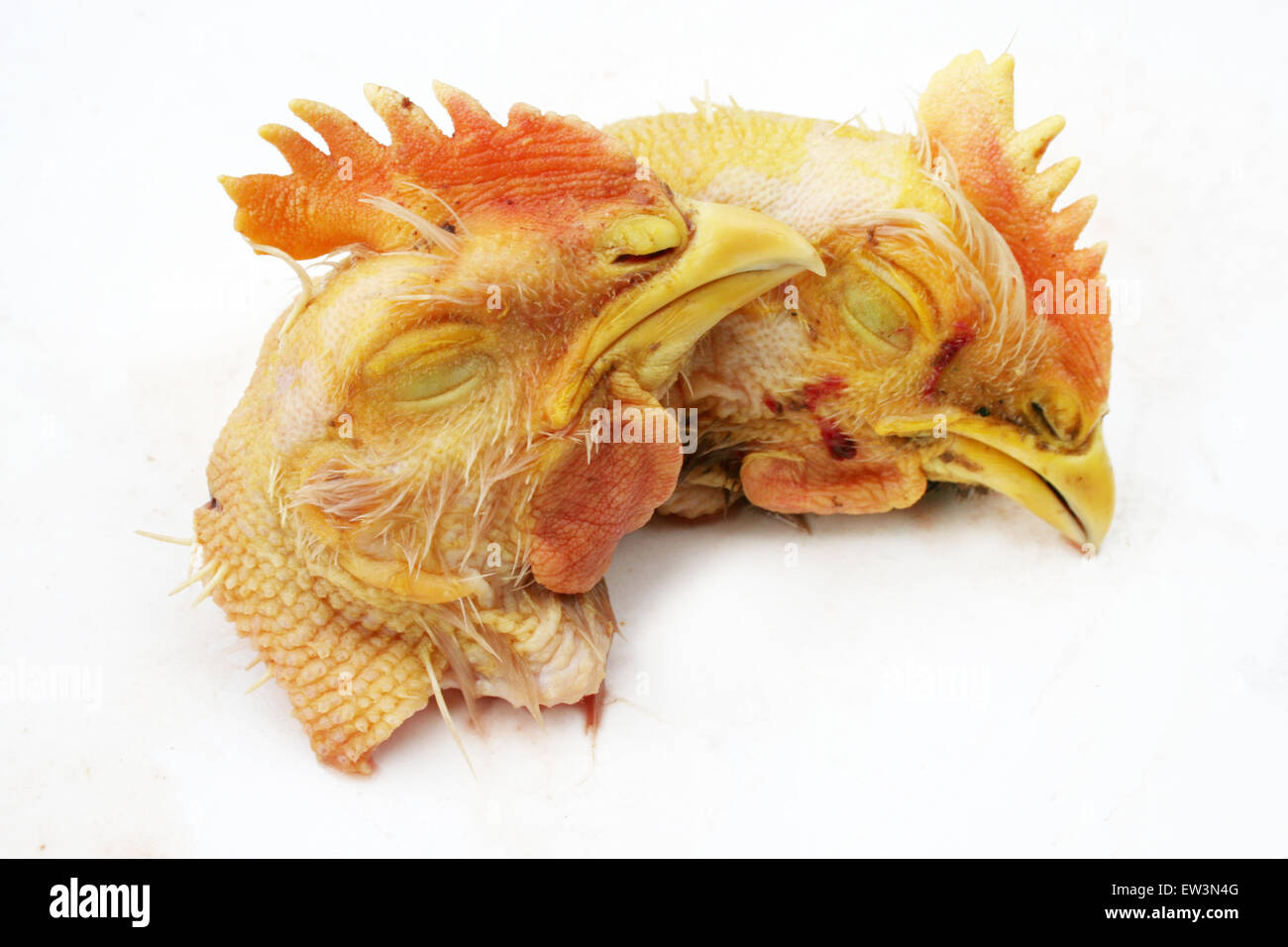 Chicken heads hi-res stock photography and images - Alamy