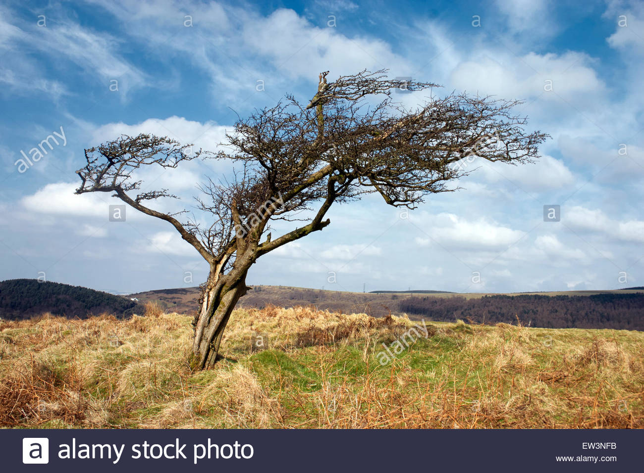 Windswept Tree Uk High Resolution Stock Photography and Images - Alamy
