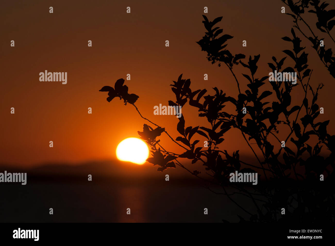 Setting sun silhouettes shrubs in the park Stock Photo - Alamy