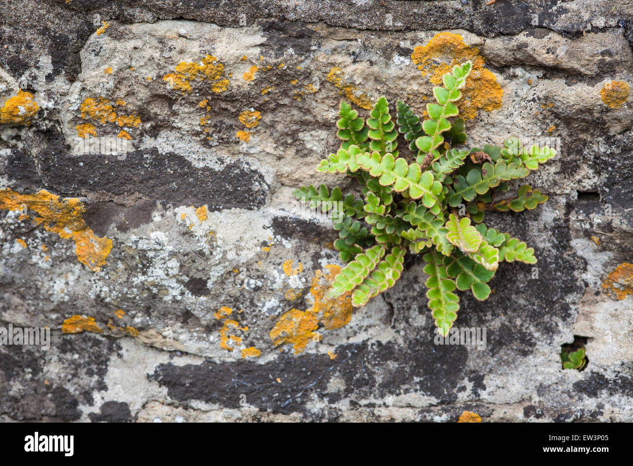 Rustyback fern Asplenium ceterach growing on a wall with yellow lichens ...
