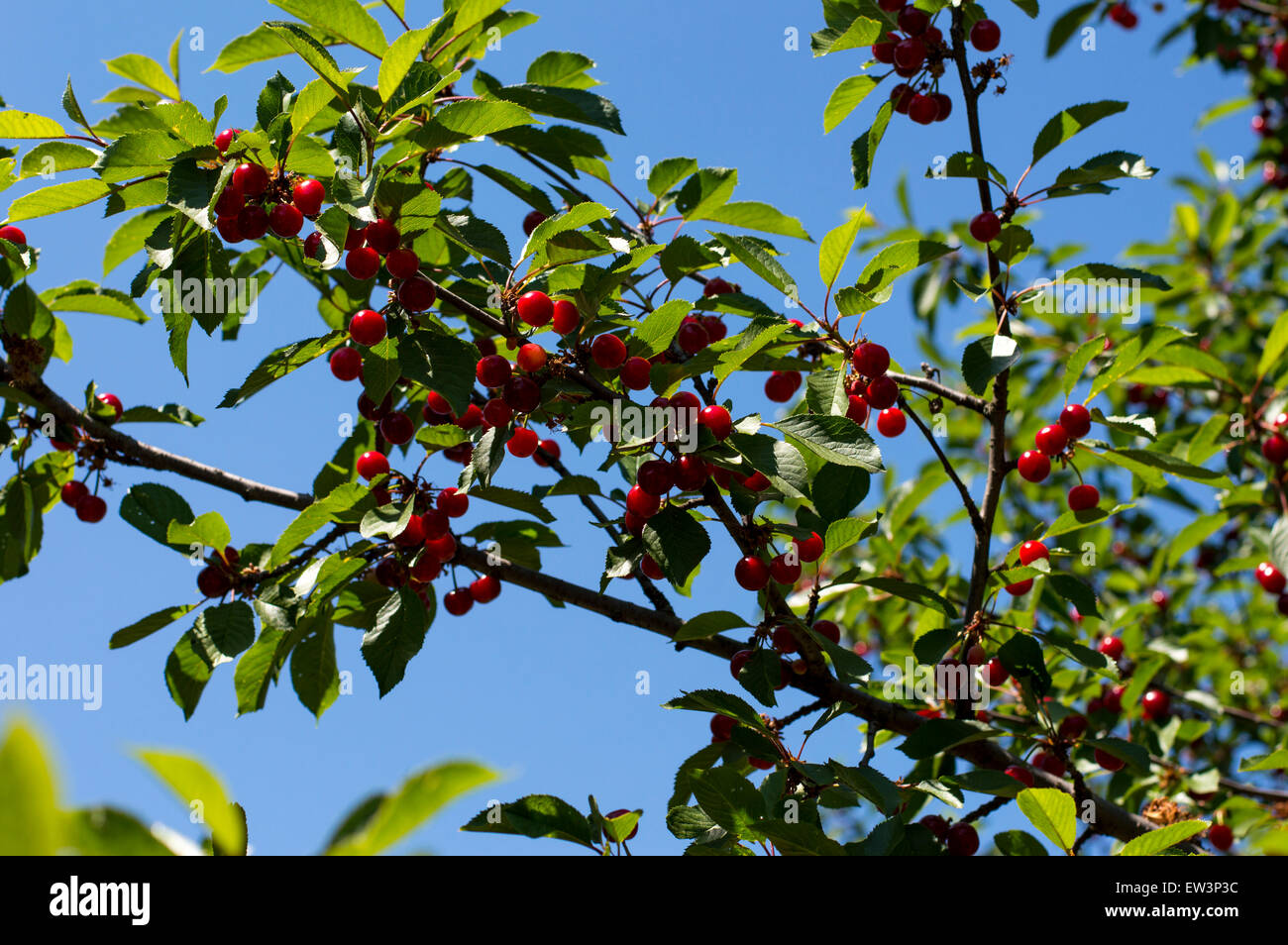 Ripe berries cherry tree hi-res stock photography and images - Alamy