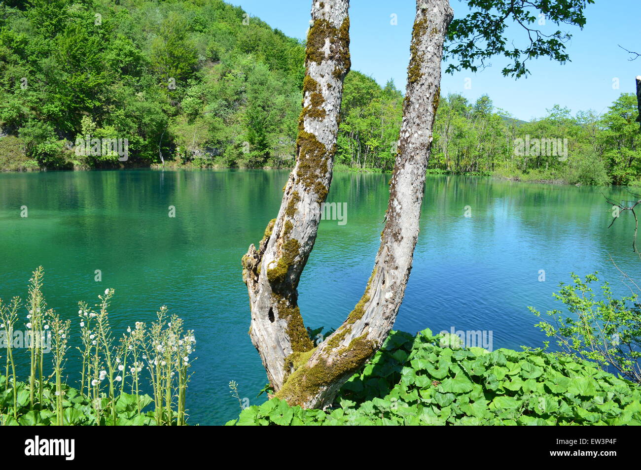 Beautiful tree by lake Stock Photo - Alamy