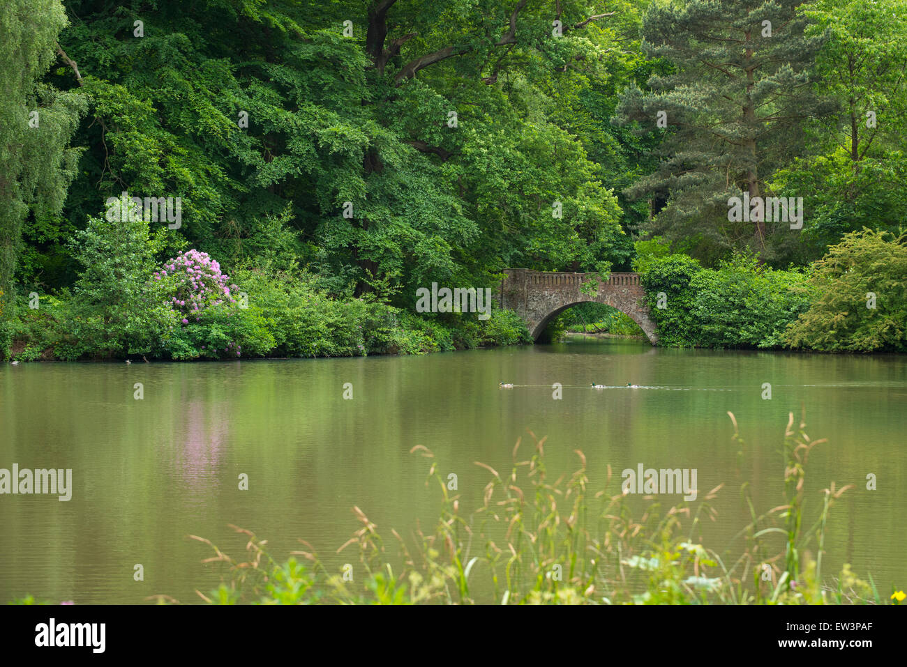 North West London , wildlife nature park reserve woodland scene , pond ...