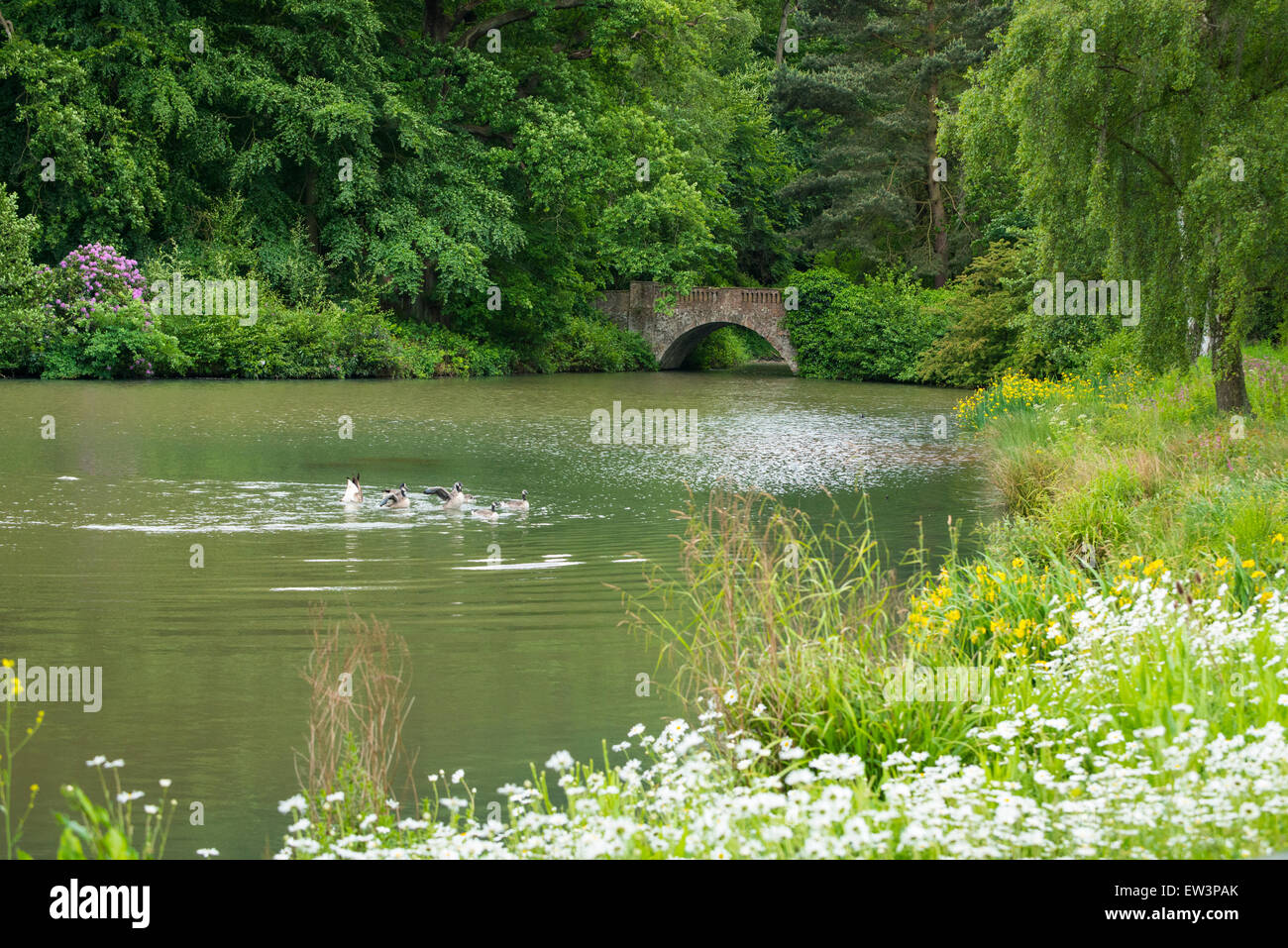 North West London , wildlife nature park reserve woodland scene , pond ...