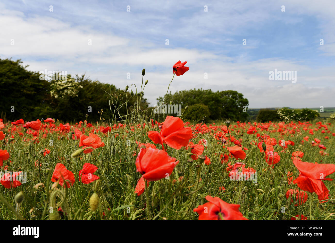 Fields red poppies in wind hi-res stock photography and images - Alamy