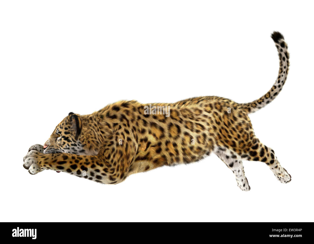 Jaguar Animal Pouncing