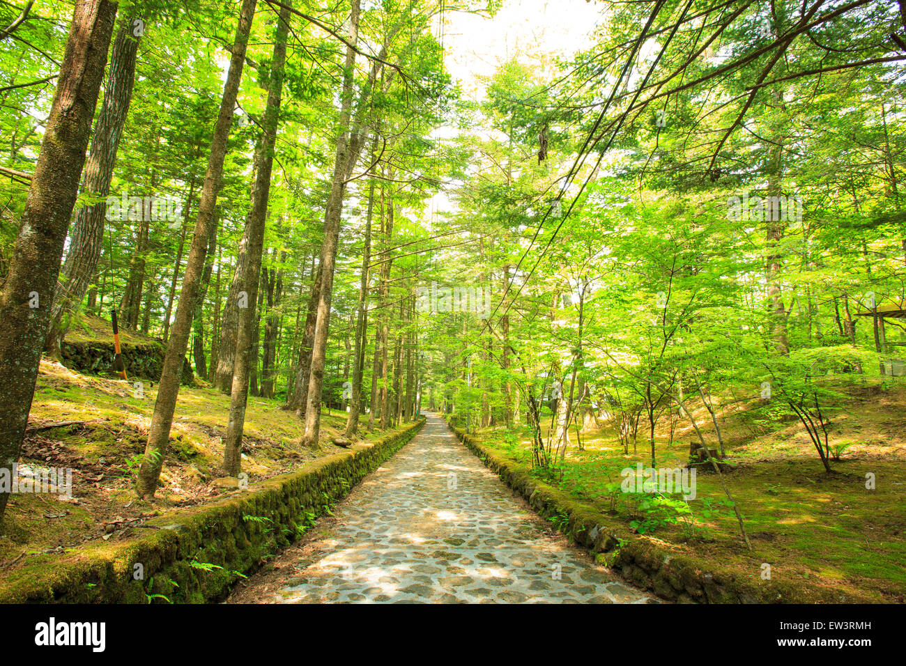Stone paved road in forest, Happy Valley, Karuizawa, Nagano, Japan ...