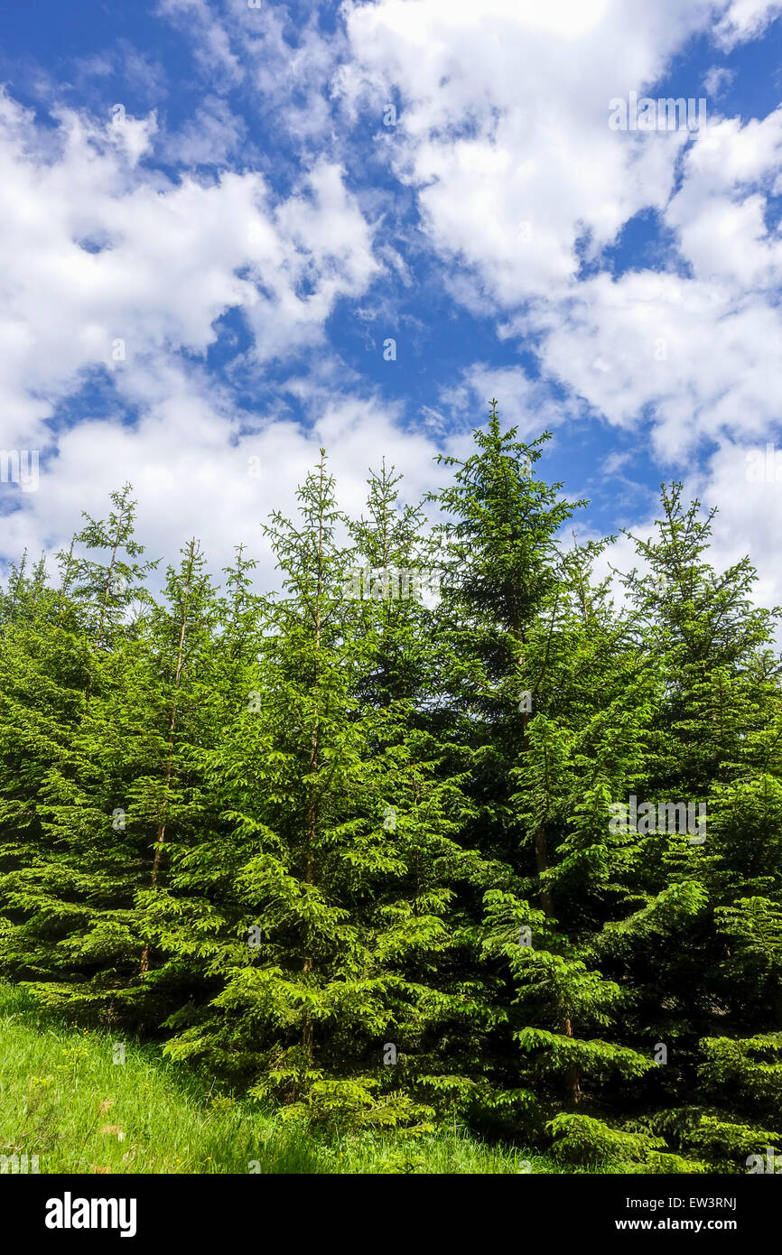 Mono culture hi-res stock photography and images - Alamy