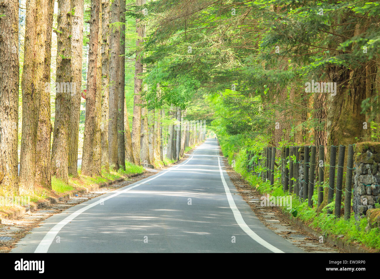 Japan of street trees hi-res stock photography and images - Alamy