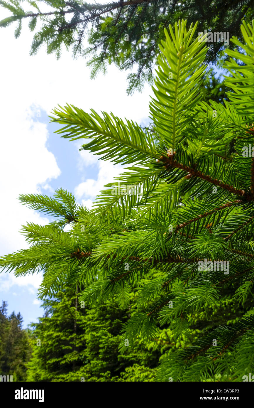 Austria culture hi-res stock photography and images - Alamy