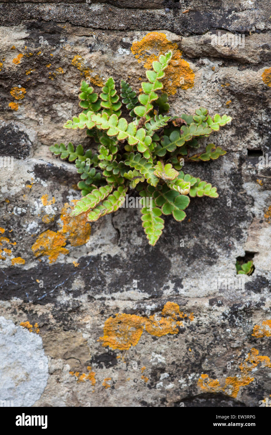 Rustyback hi-res stock photography and images - Alamy