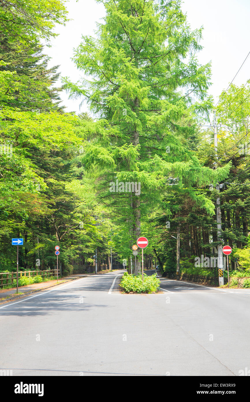 Larch tree lined of Mikasa street; Karuizawa; Nagano; Japan Stock Photo ...