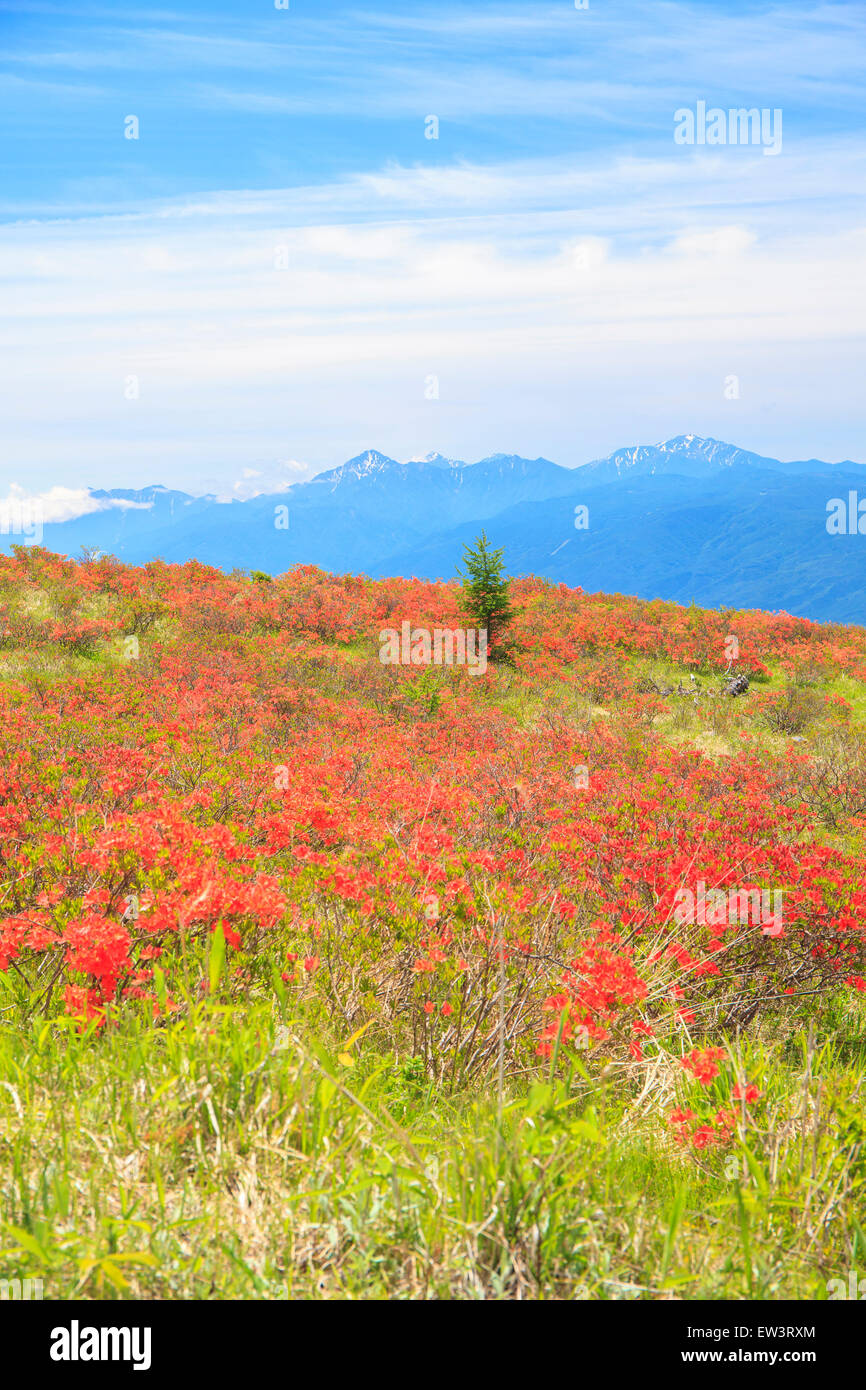 Japanese azalea at Kirigamine highland, Nagano, Japan Stock Photo - Alamy