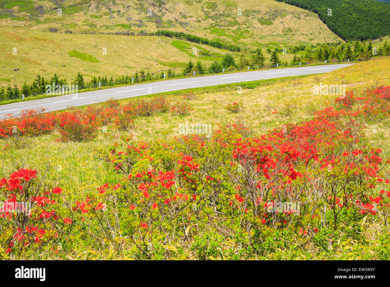 Japanese azalea at Kirigamine highland, Venus line, Nagano, Japan Stock ...