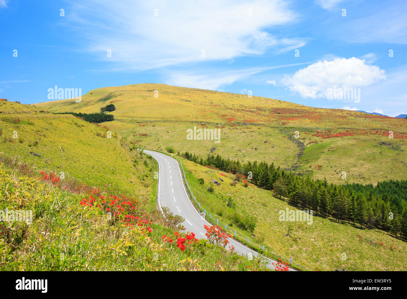 Japanese azalea at Kirigamine highland, Venus line, Nagano, Japan Stock ...